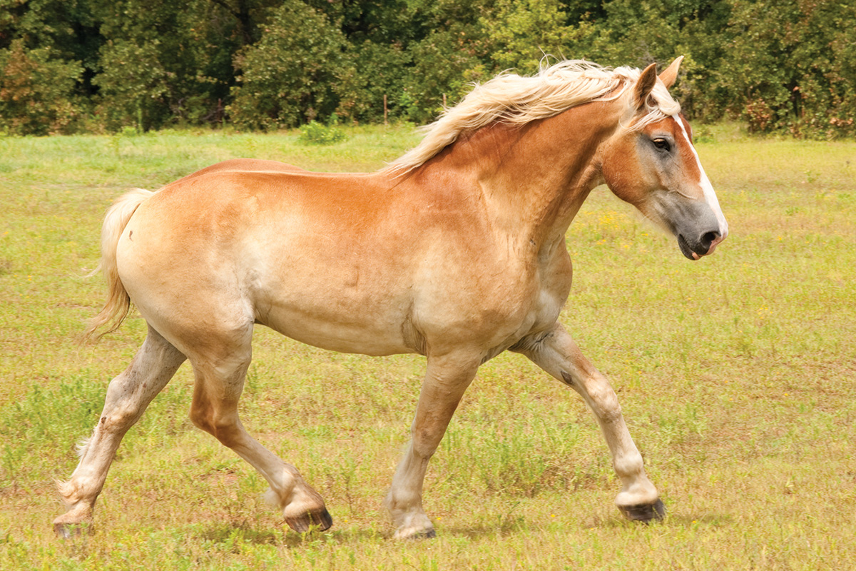 Breed Spotlight: The Belgian Horse - Young Rider Magazine
