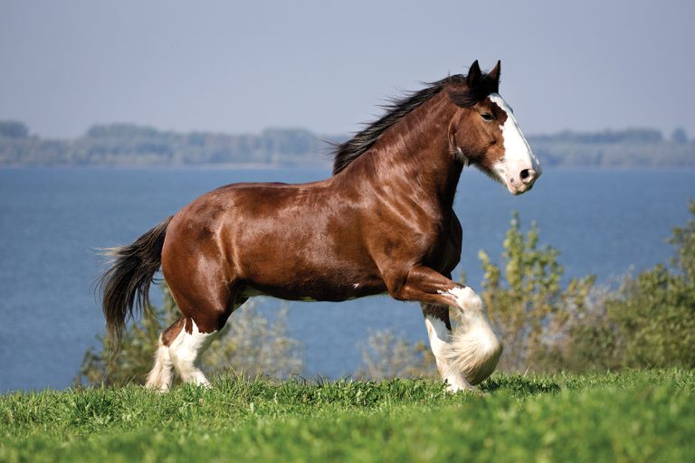 The Clydesdale Horse - Young Rider Magazine