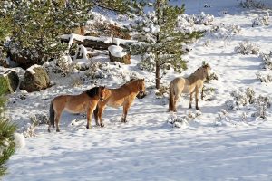 All About the Norwegian Fjord Horse - Young Rider Magazine