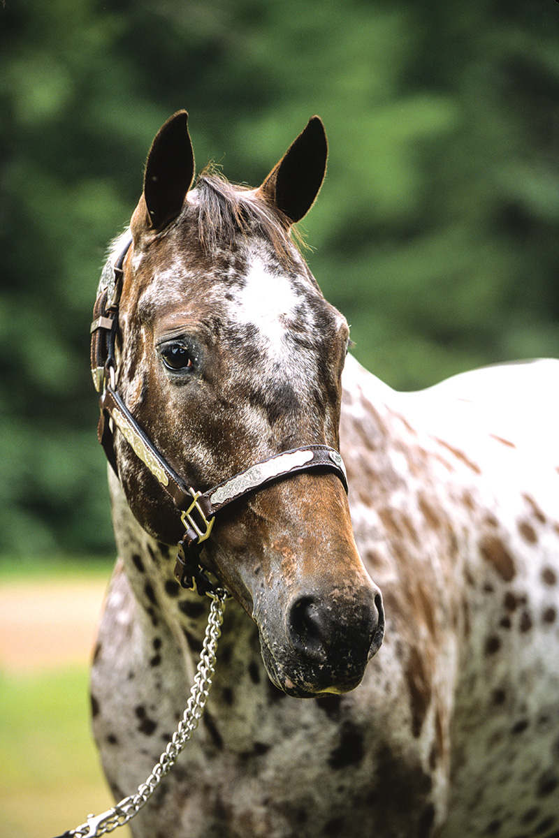 Meet the Pony of the Americas, AKA the POA - Young Rider Magazine