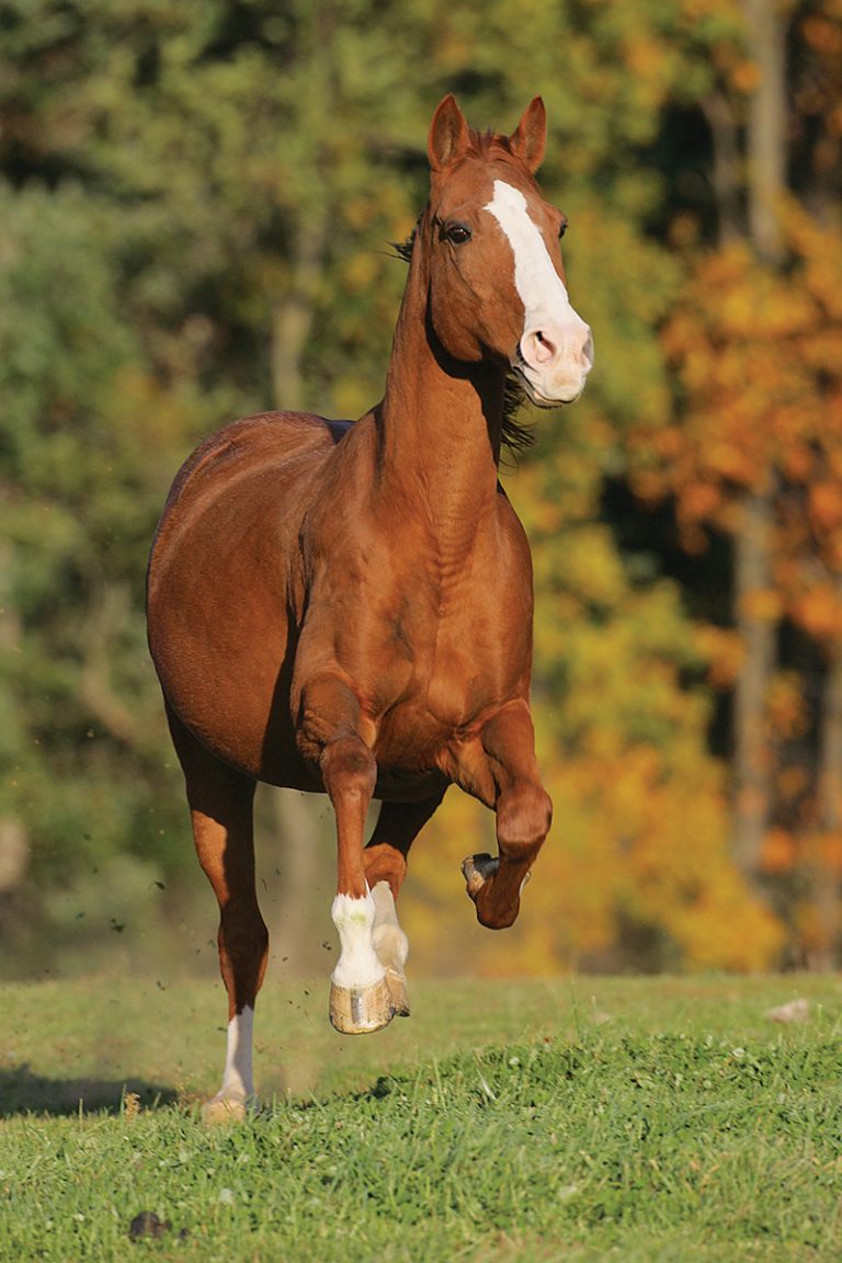 Breed Spotlight: Thoroughbred - Young Rider Magazine