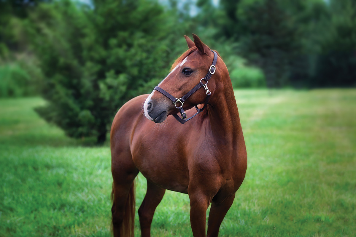 Meet the Caspian Horse - Young Rider Magazine