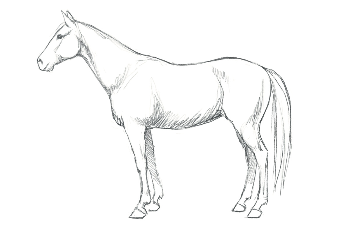 How to Draw Horses: Part 2 - Adding Color - Young Rider Magazine