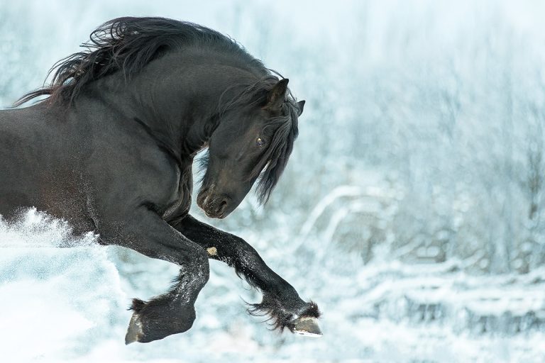 Breed Spotlight: The Friesian - Young Rider Magazine