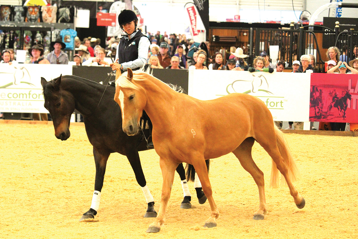 Clicker Training Your Horse - Young Rider Magazine