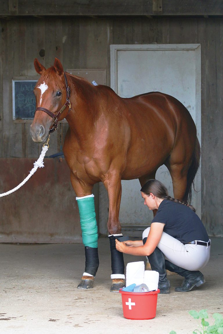 Horse First-Aid and Wound Care 101 - Young Rider Magazine