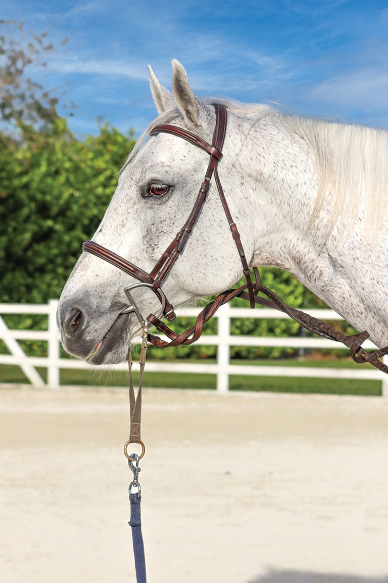 How to Longe a Horse - Young Rider Magazine