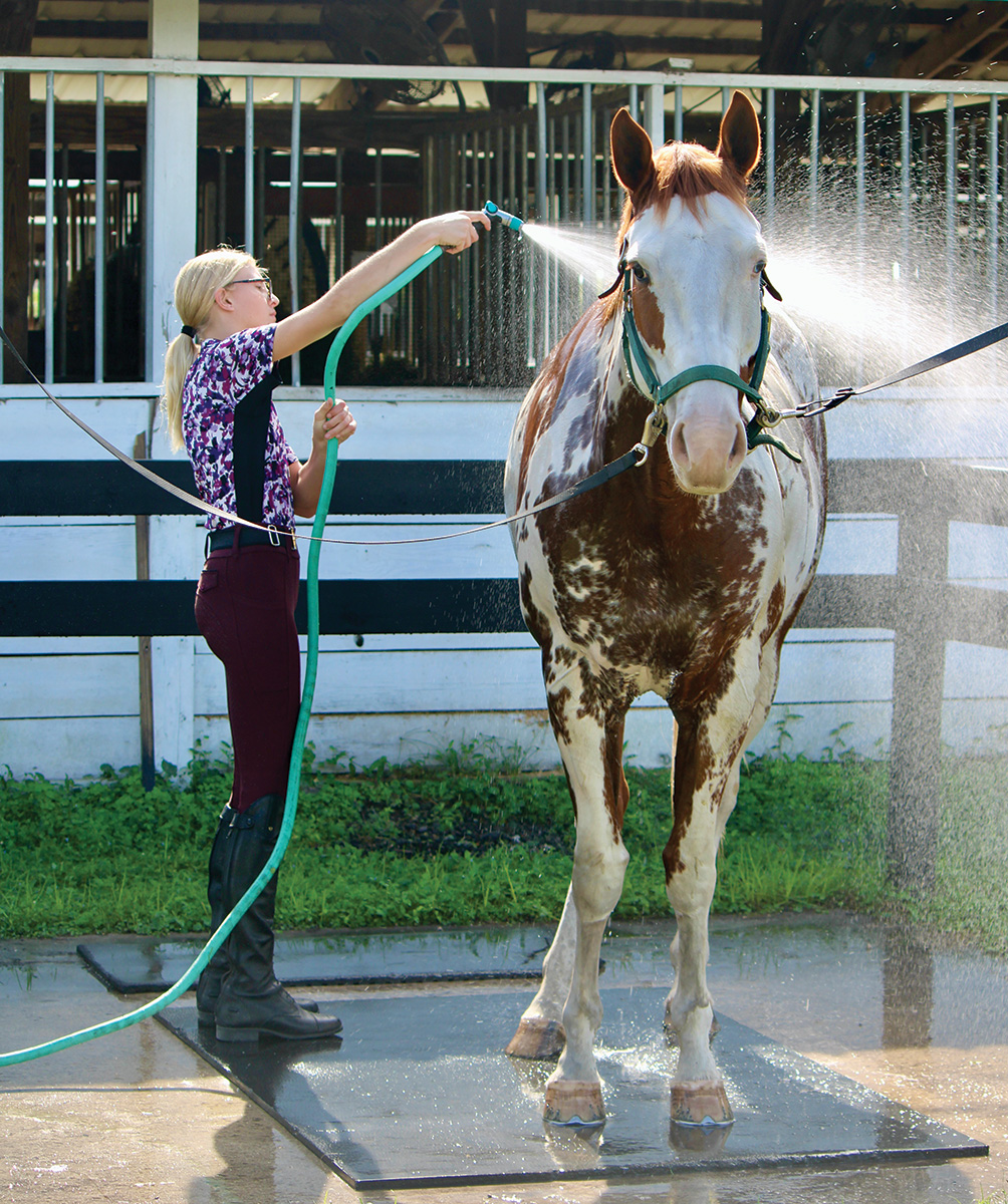 Grooming Tips from a Professional Groom - Young Rider Magazine