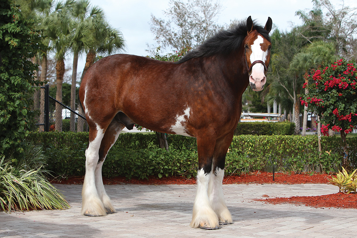 The Clydesdale Horse - Young Rider Magazine