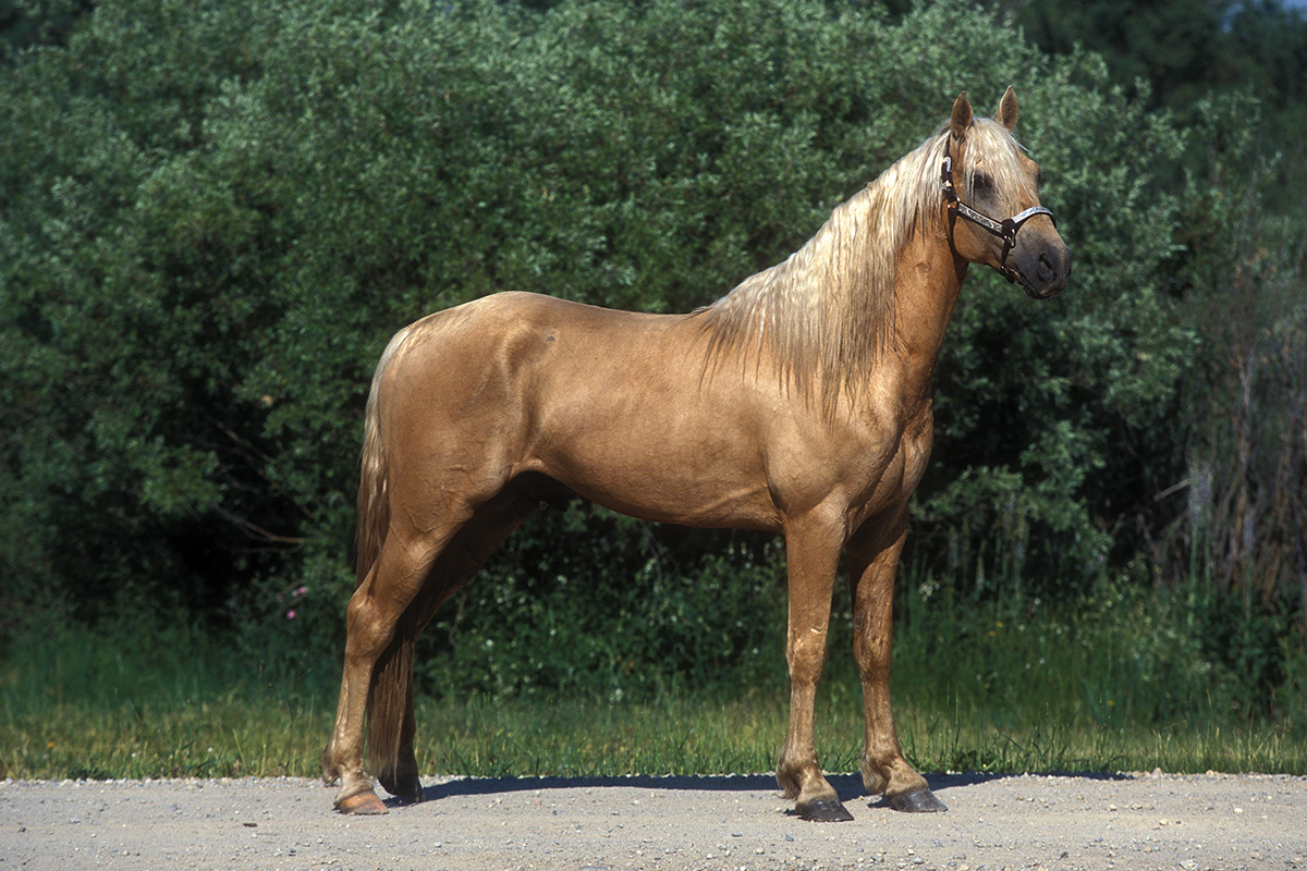 Meet the Missouri Fox Trotter - Young Rider Magazine