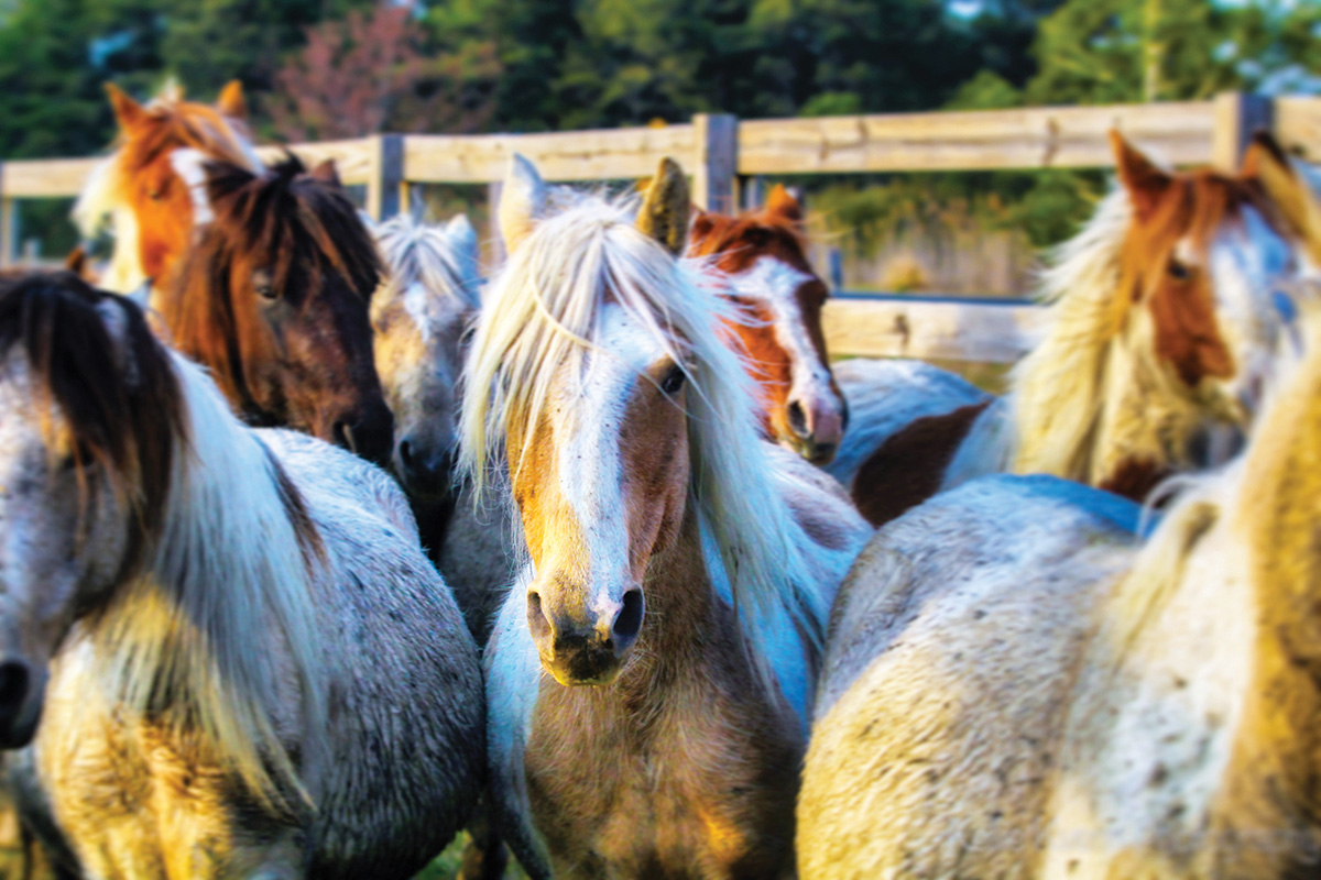 Chincoteague Ponies in the Fall - Young Rider Magazine