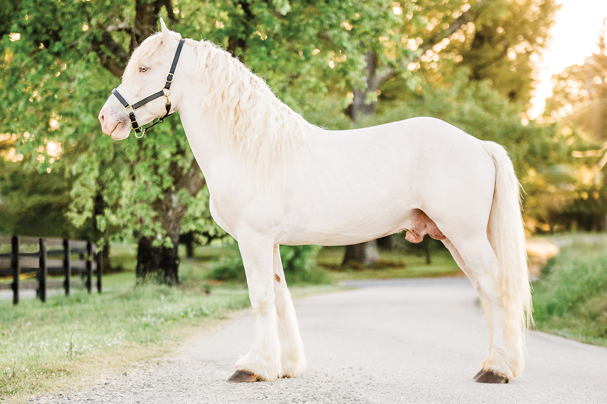 Meet the American Cream Draft Horse - Young Rider Magazine