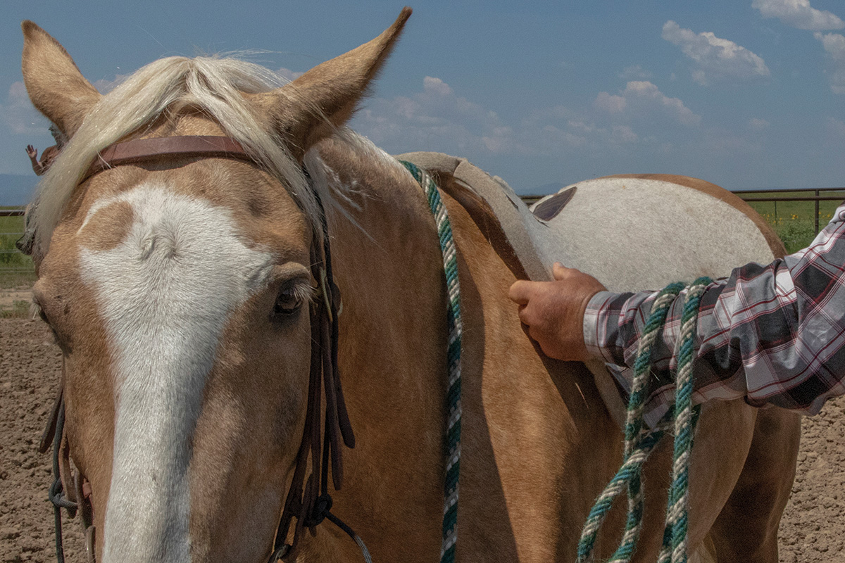 How to Tack Up with a Western Saddle - Young Rider Magazine