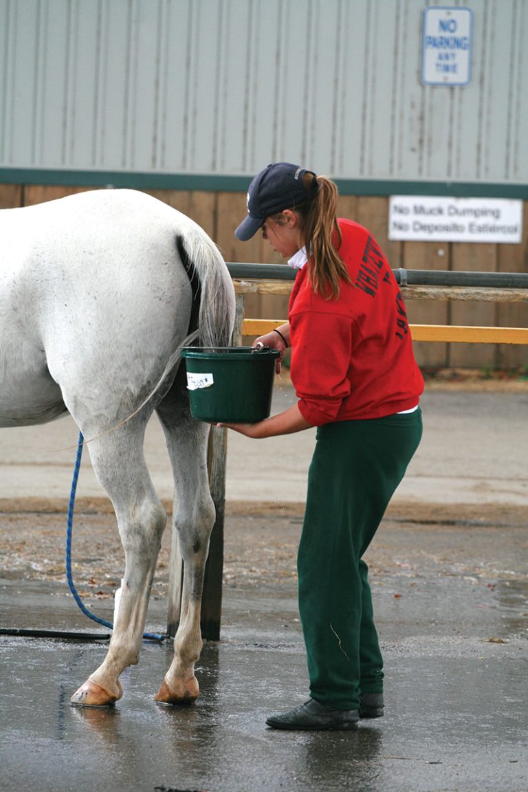 Washing Your Horse's Mane and Tail - Young Rider Magazine