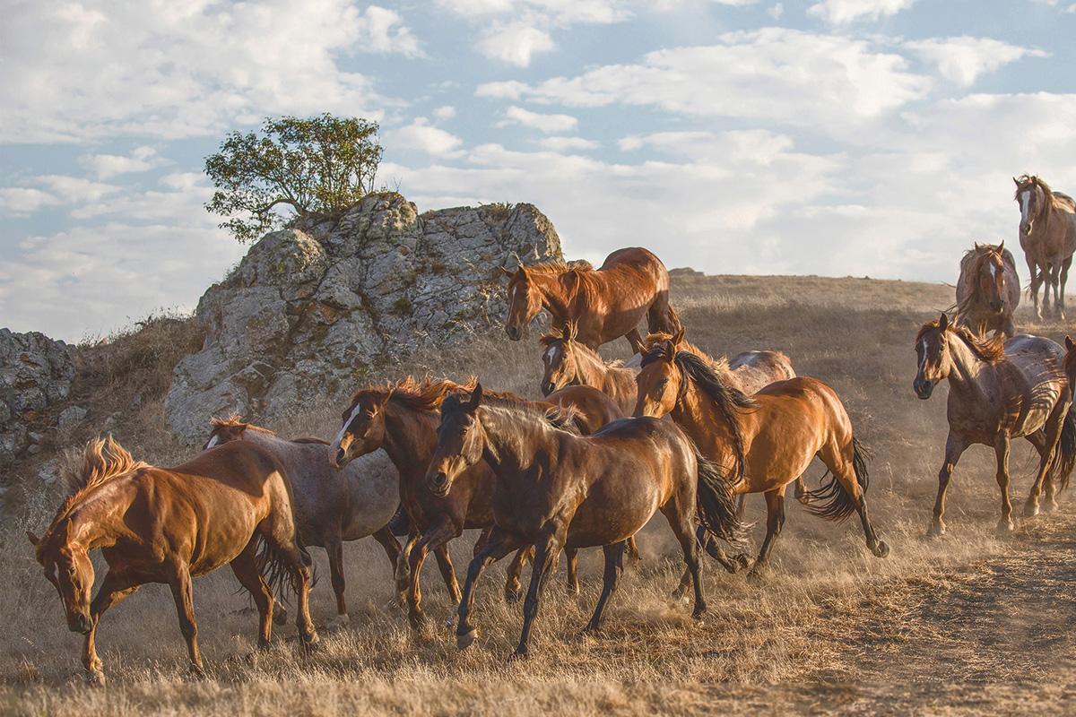 Wild Horse Sanctuary: Return to Freedom - Young Rider Magazine