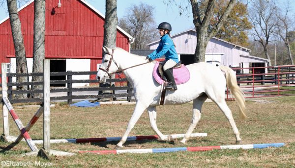 English Lesson: Horse Jump Refusal - Young Rider Magazine