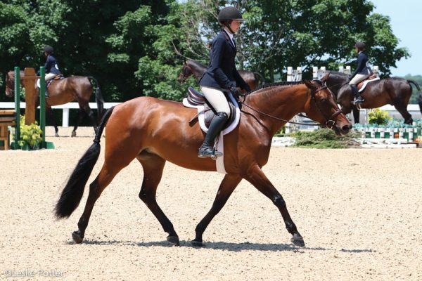 Perfect Your Posting Trot - Young Rider