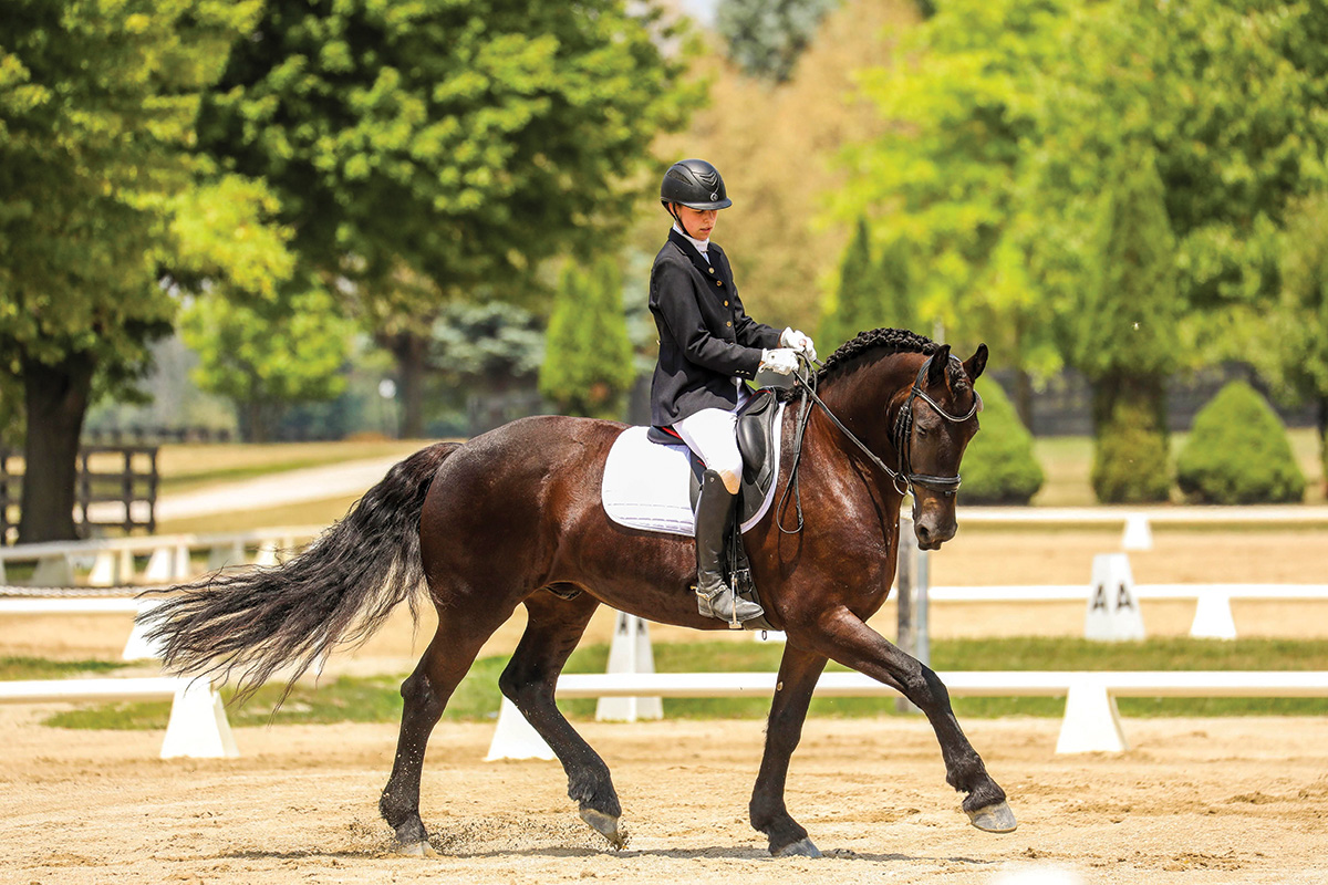 Breed Spotlight: The Friesian - Young Rider Magazine