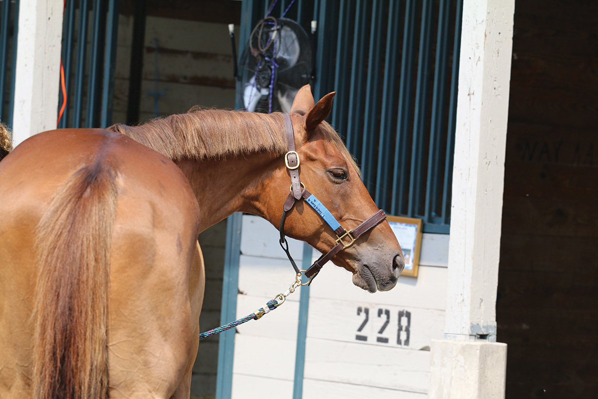 Finding the Right Halter Fit for Your Horse - Young Rider Magazine