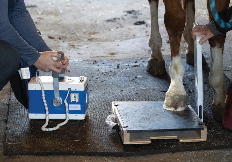 All About Navicular in Horses - Young Rider Magazine