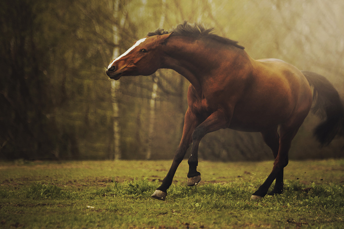 Life Lessons Learned as an Equestrian - Young Rider Magazine