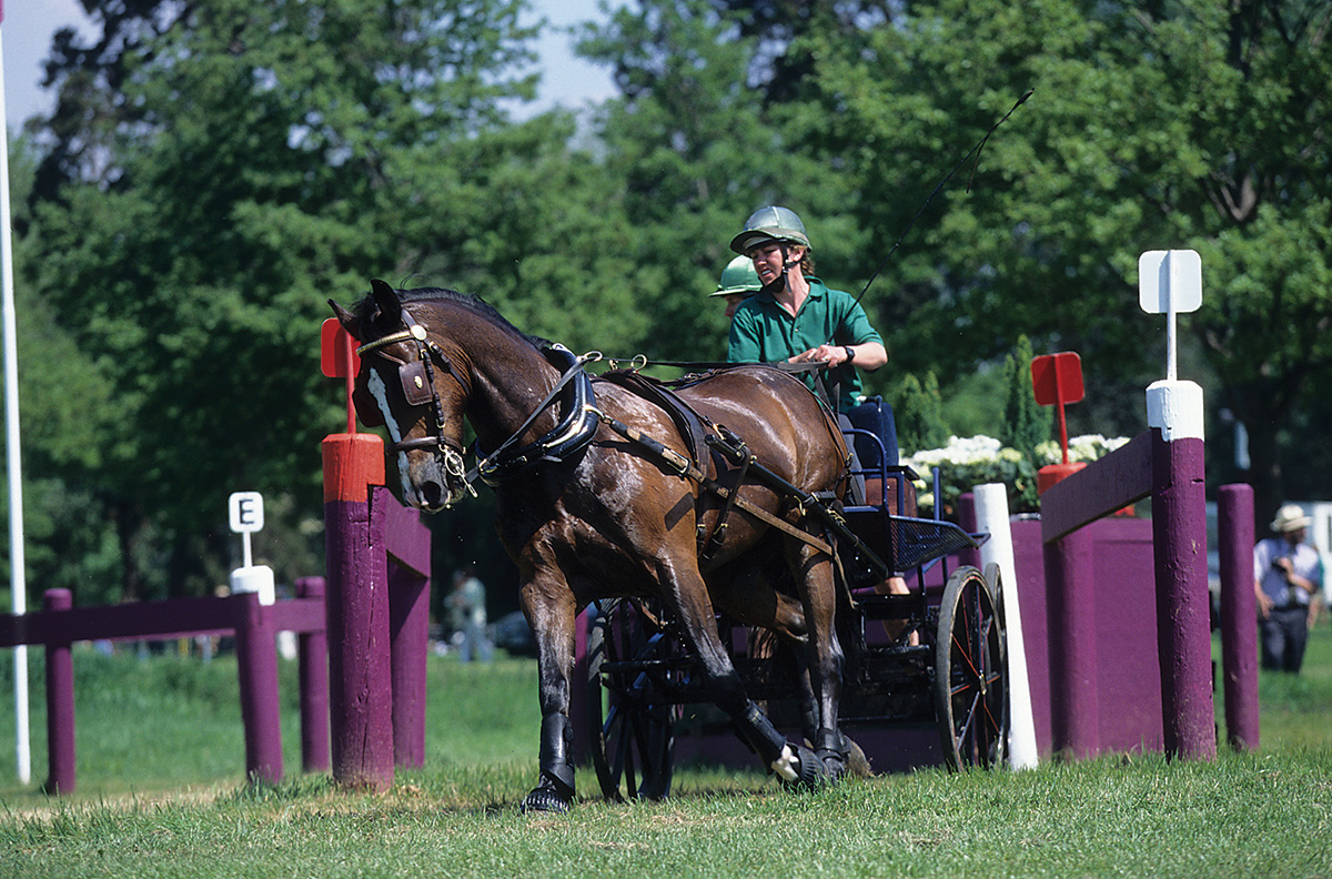 Breed Spotlight: Hackney Horse & Pony - Young Rider Magazine
