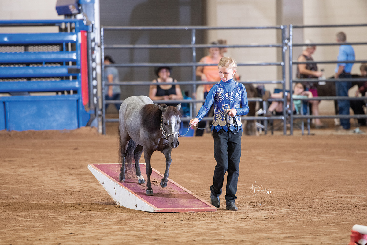 All About Miniature Horses - Young Rider Magazine