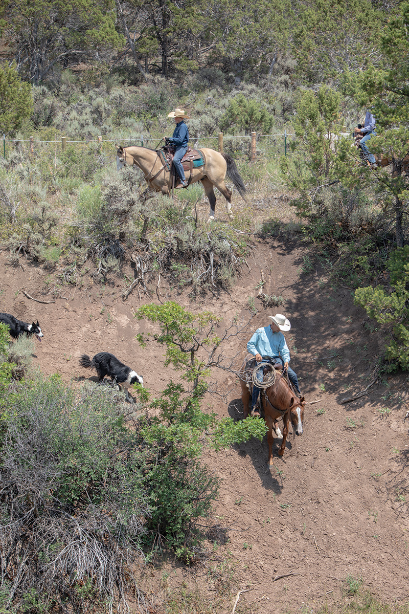 Riding Your Horse on Hills - Young Rider Magazine