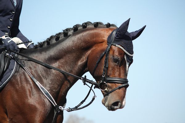 Using a Martingale - Young Rider Magazine