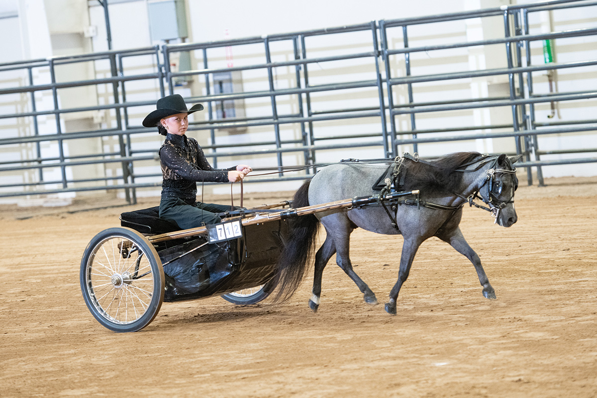 All About Miniature Horses - Young Rider Magazine