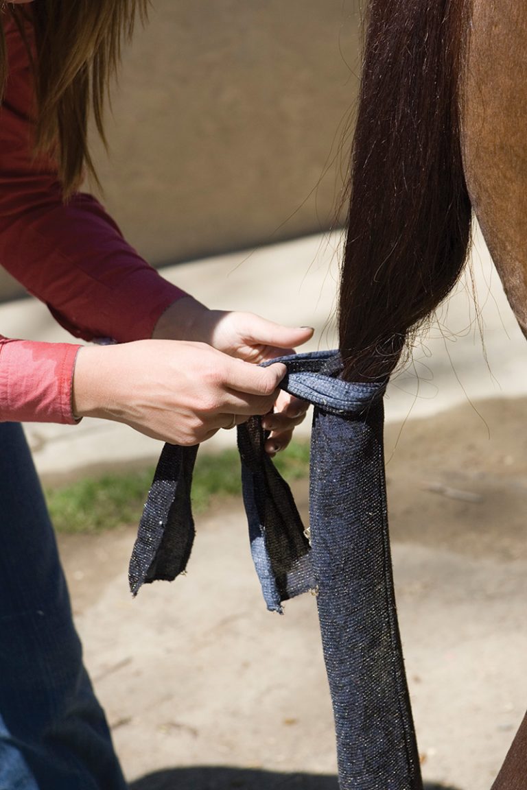 How to Groom Your Horse's Tail - Young Rider Magazine