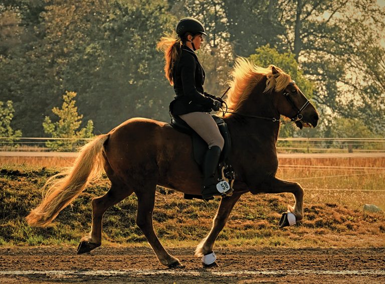 The Gaits of Gaited Horses - Young Rider Magazine