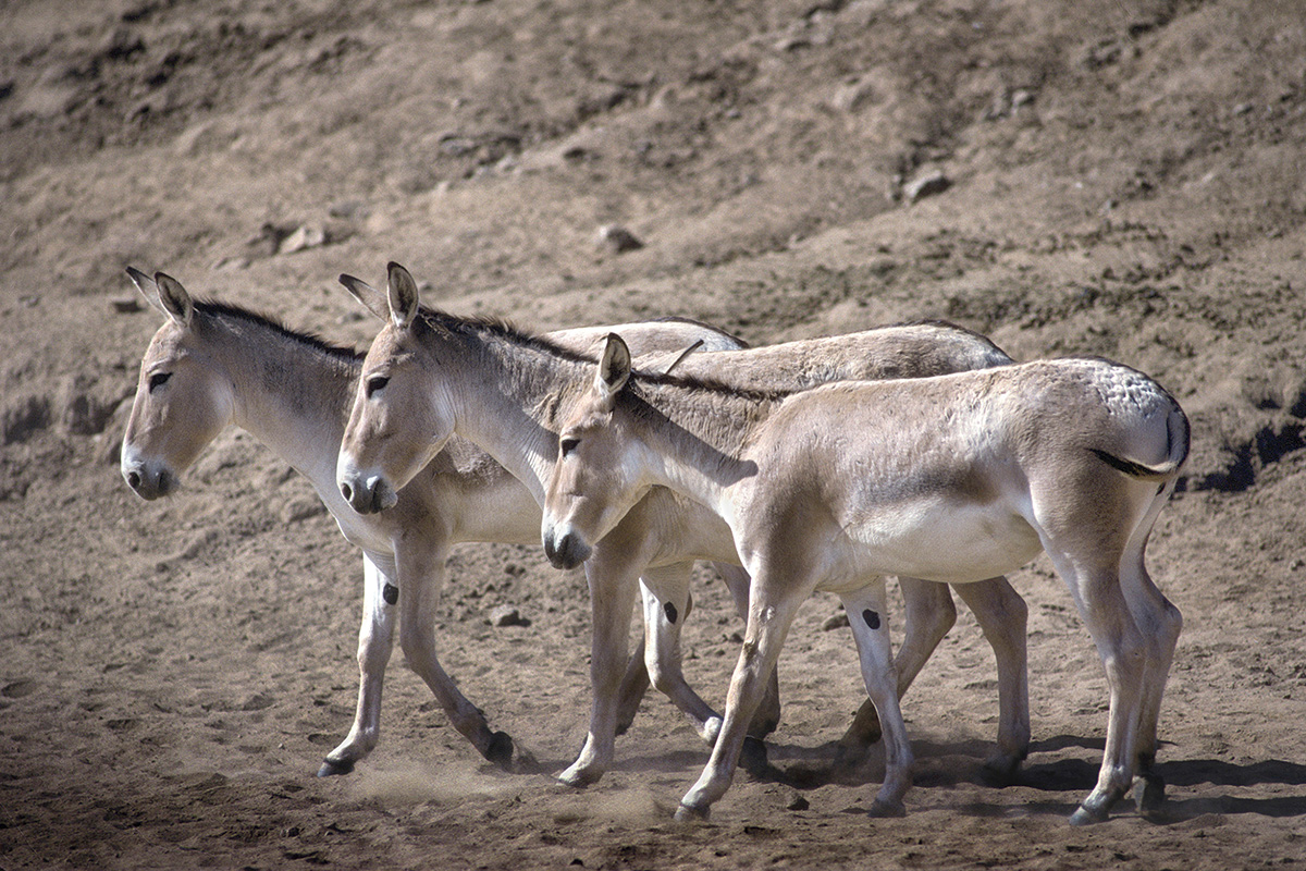 The Horse's Wild Relatives - Young Rider Magazine