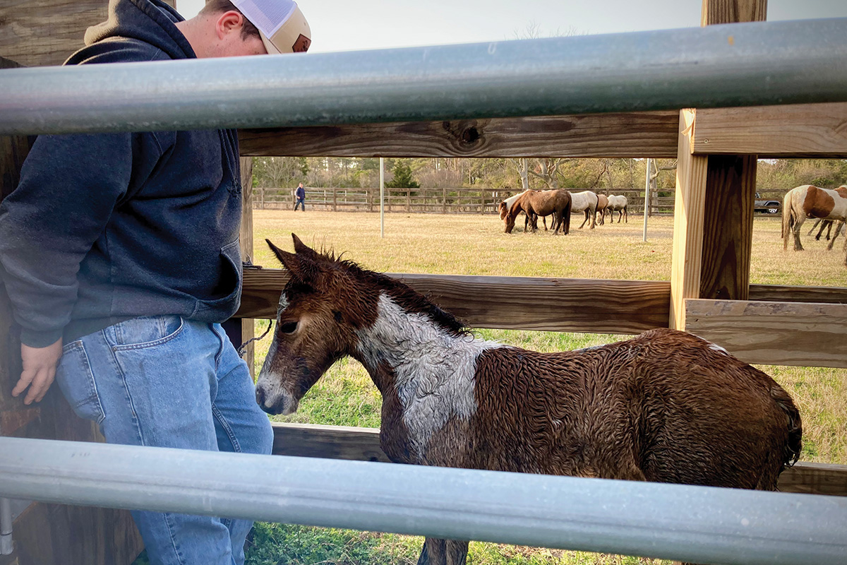Chincoteague Ponies in the Fall - Young Rider Magazine