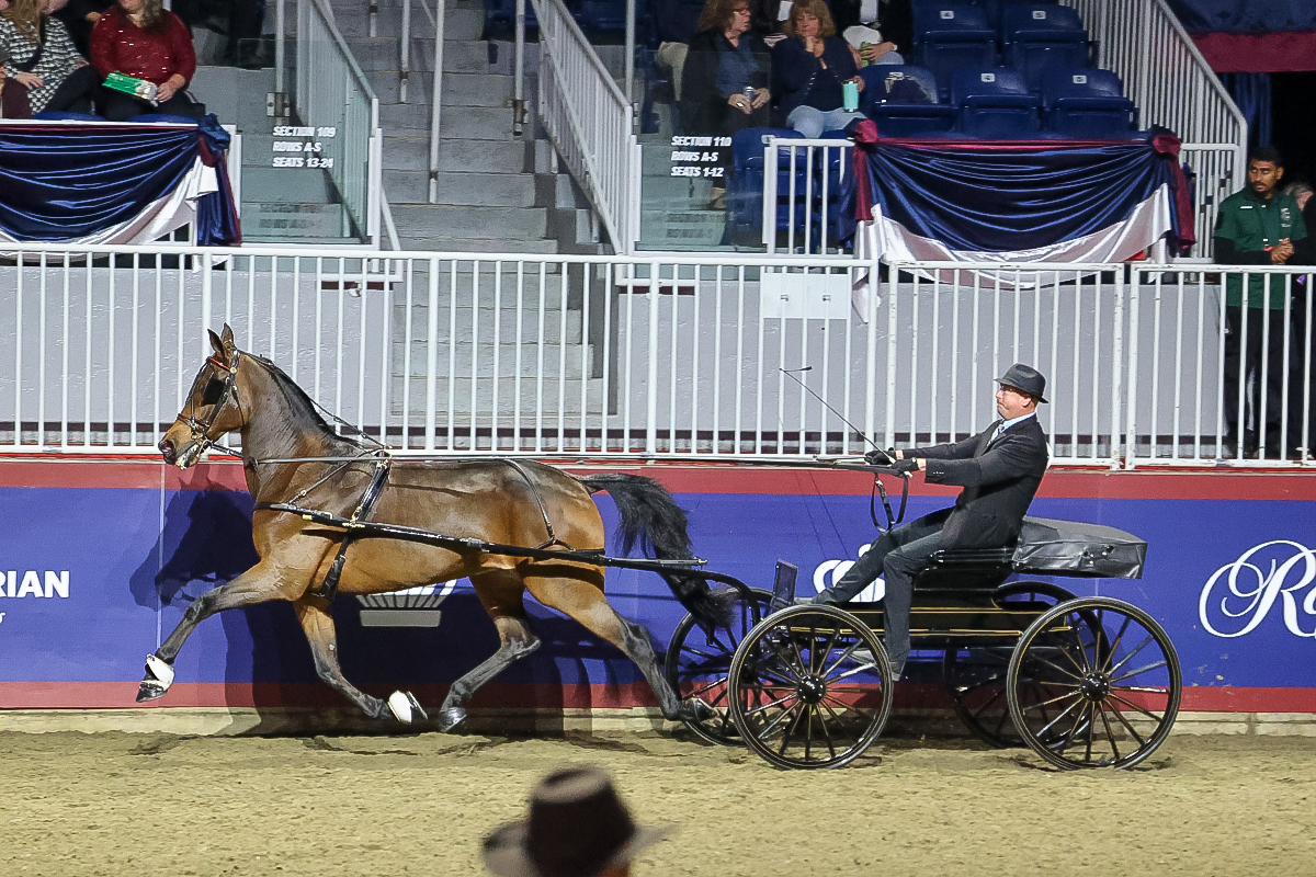 Test Your Knowledge: Royal Horse Show Breed Quiz - Young Rider Magazine