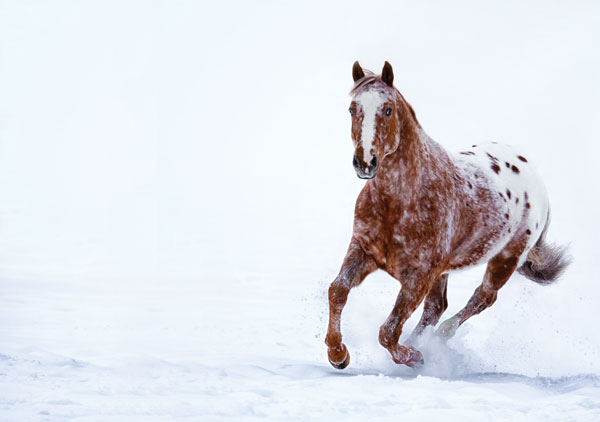 The Appaloosa Horse Breed - Young Rider magazine