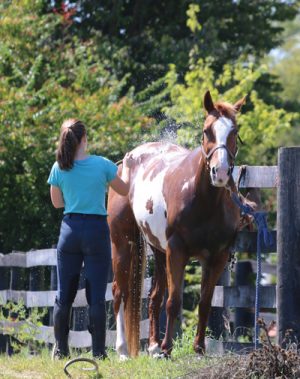 How to Bathe a Horse - Young Rider magazine