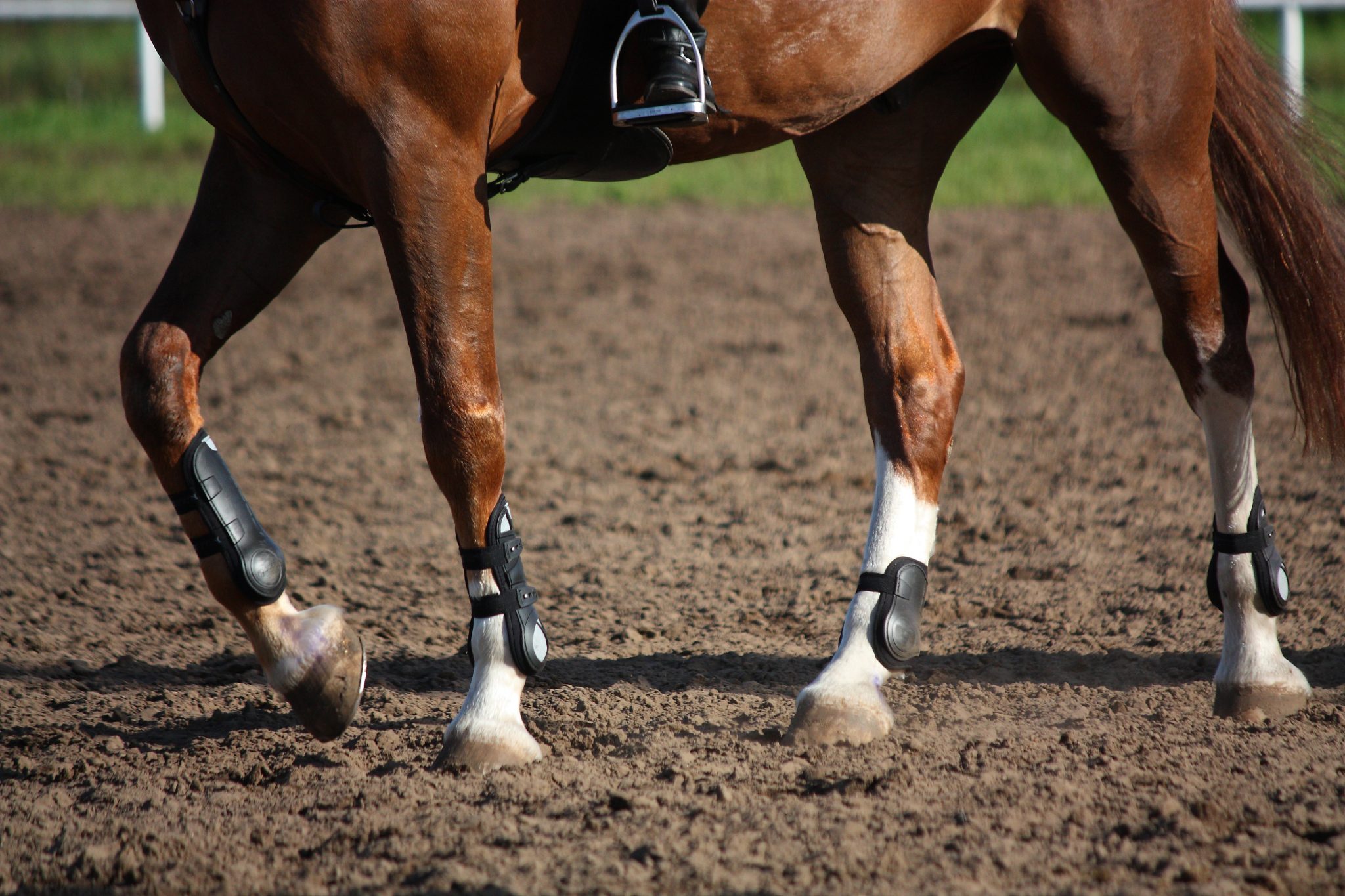 Keeping Your Horse Away From Leg Injuries - Young Rider Magazine