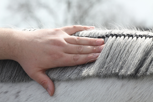 English Rubber Band Braids & Western Mane Banding - Horse Illustrated