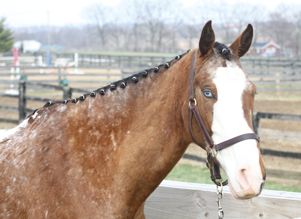 English Rubber Band Braids & Western Mane Banding - Horse Illustrated