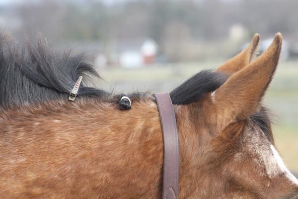 English Rubber Band Braids & Western Mane Banding - Horse Illustrated