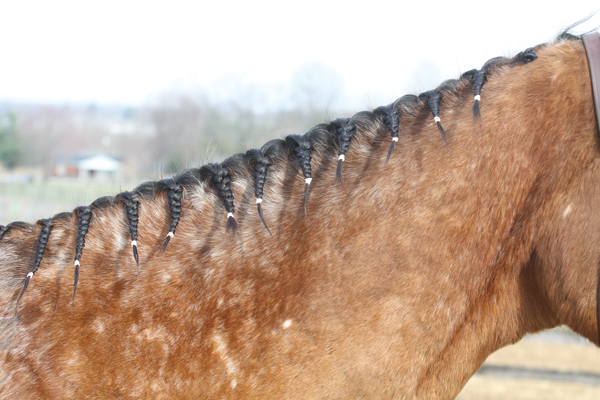 English Rubber Band Braids & Western Mane Banding - Horse Illustrated