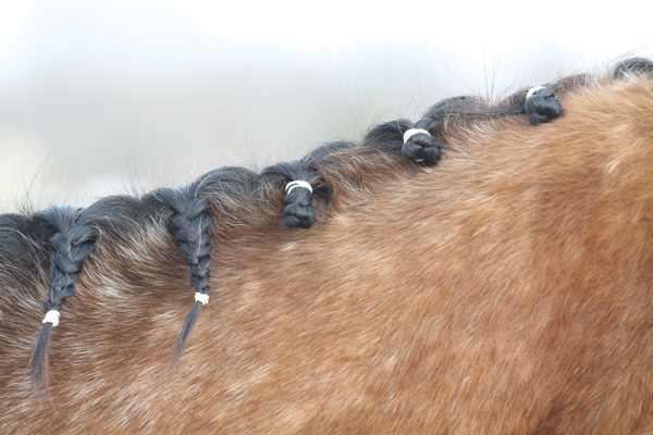 English Rubber Band Braids & Western Mane Banding - Horse Illustrated